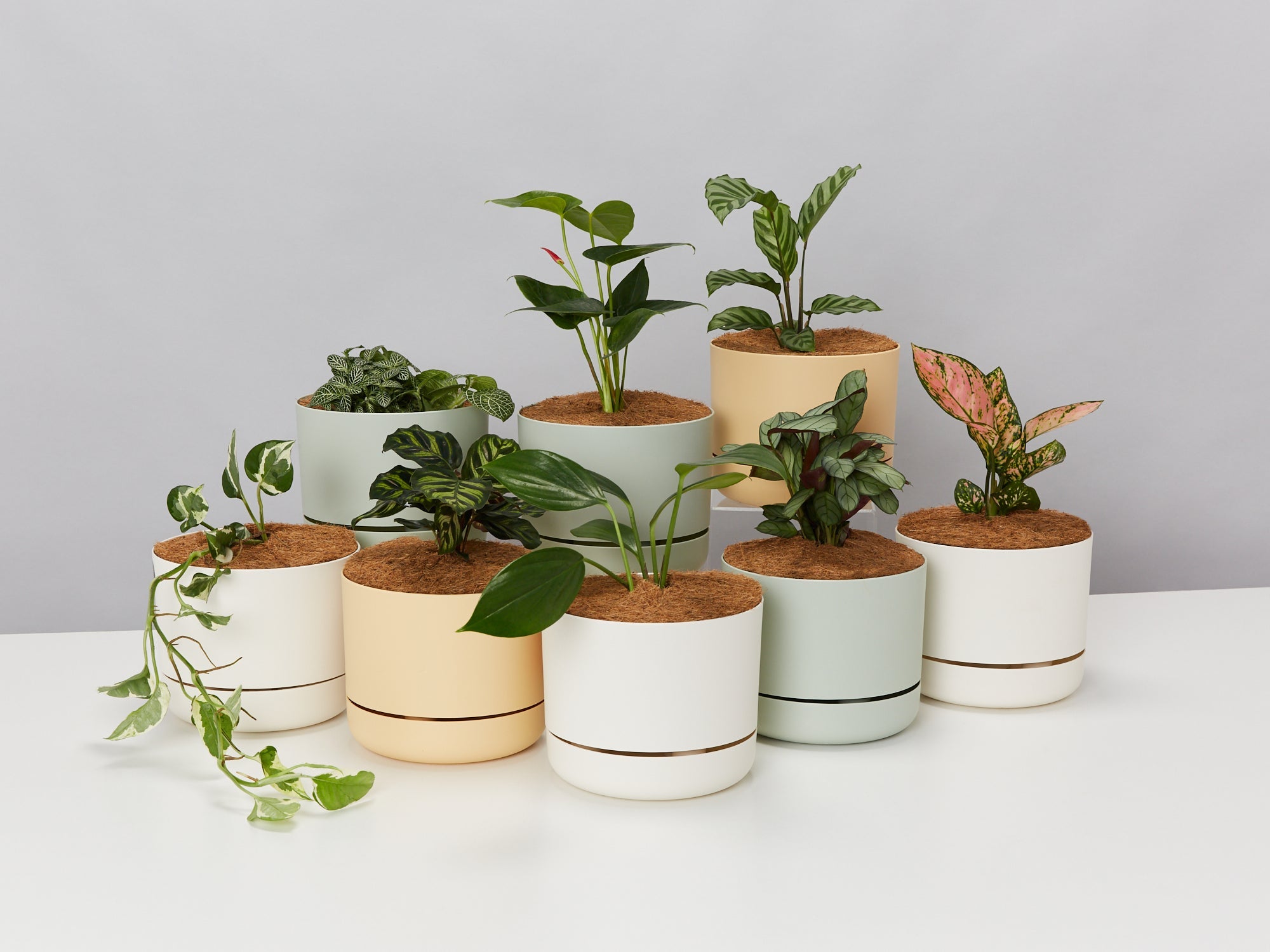 Self Watering Pot Bundles – Plants in a box