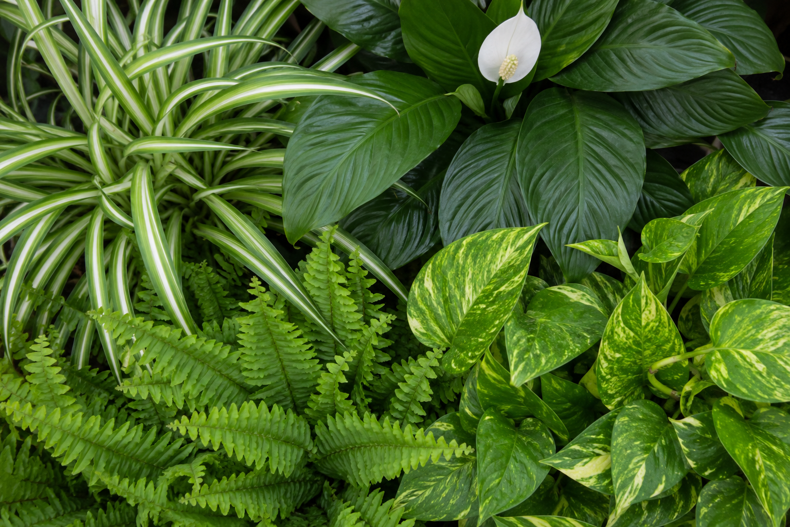 Air Purifying Plants: What Actually Works (And The Best Ones For Your ...