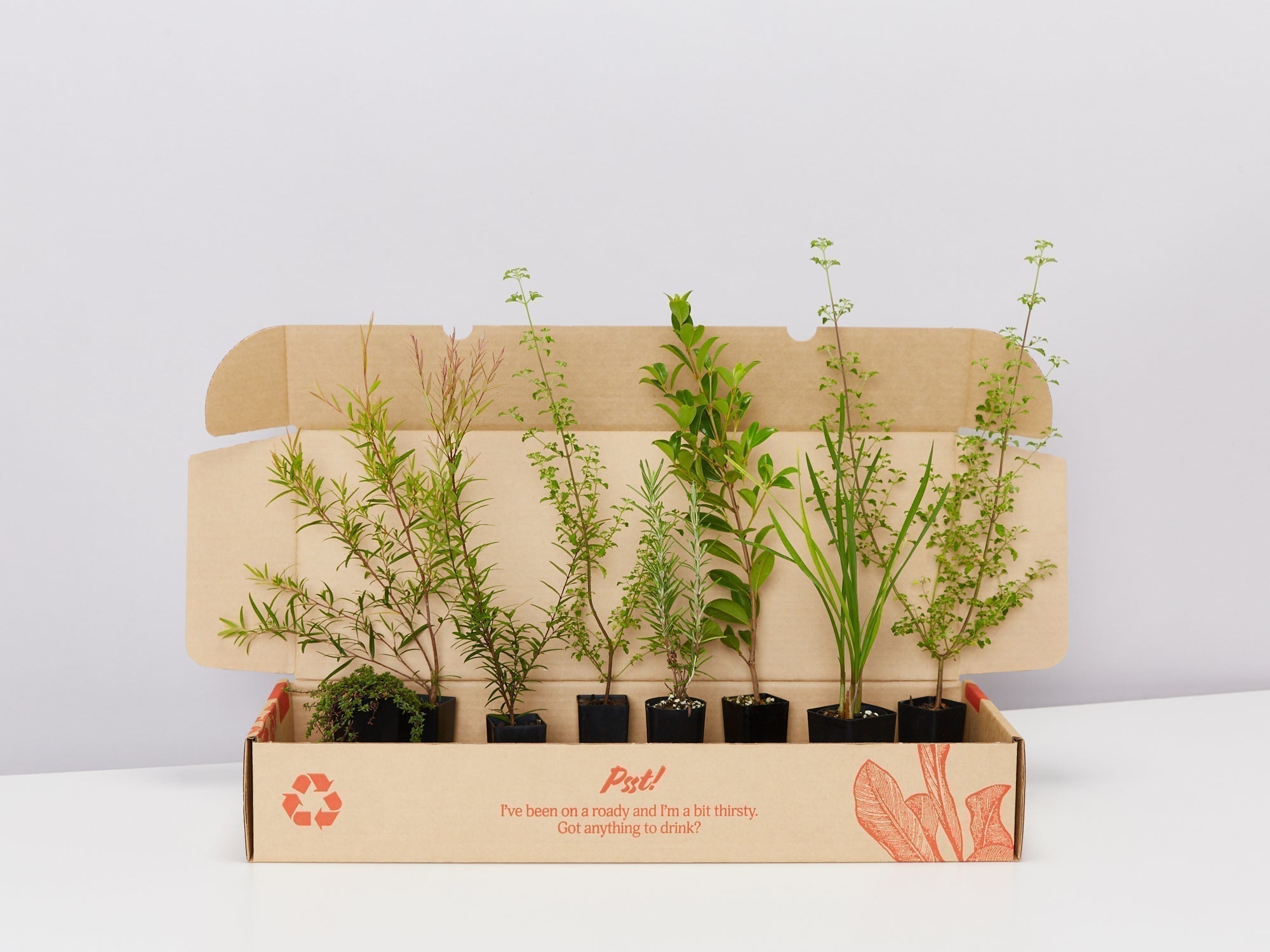 Grow Your Own Bush Tucker: Easy Native Edibles for Aussie Gardens ...