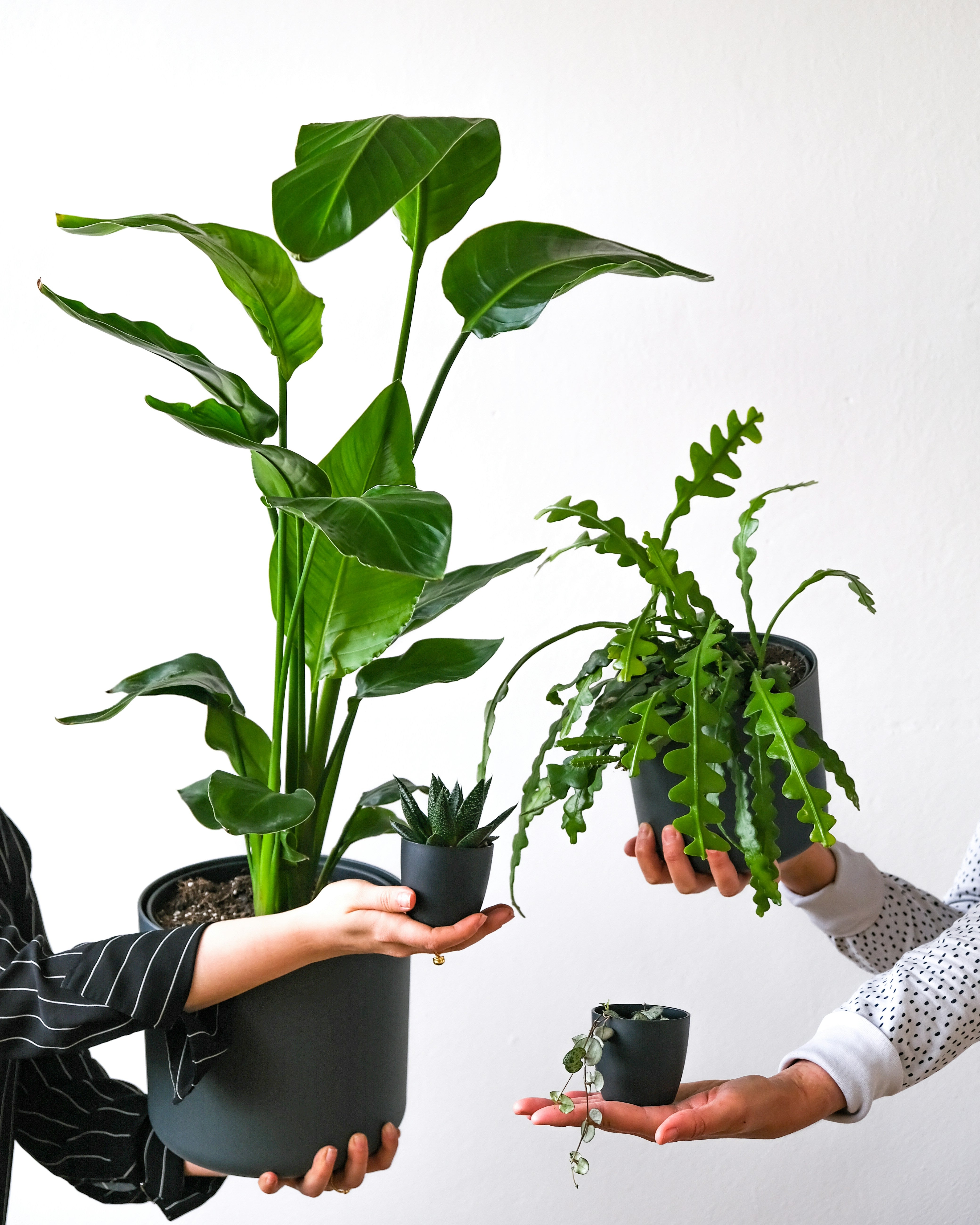 What’s Your Plant Love Language? – Plants in a box