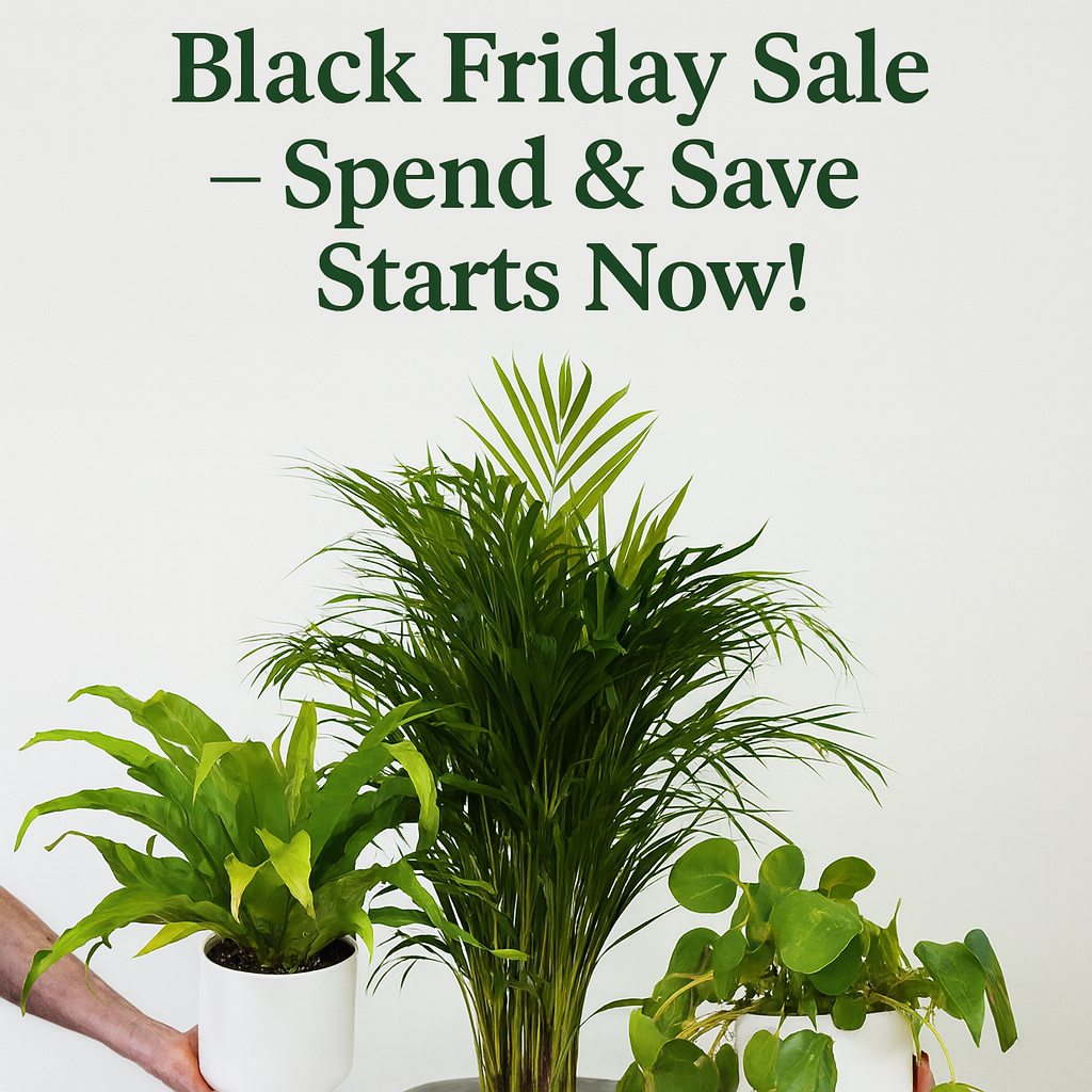 Black Friday Sale | Spend & Save – Plants in a box
