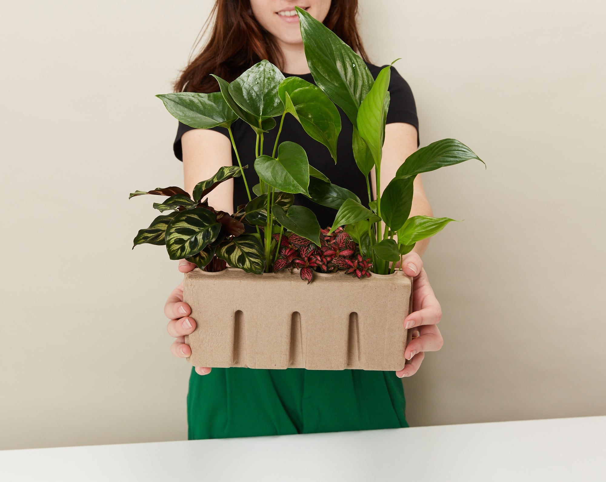 New Arrivals – Plants in a box