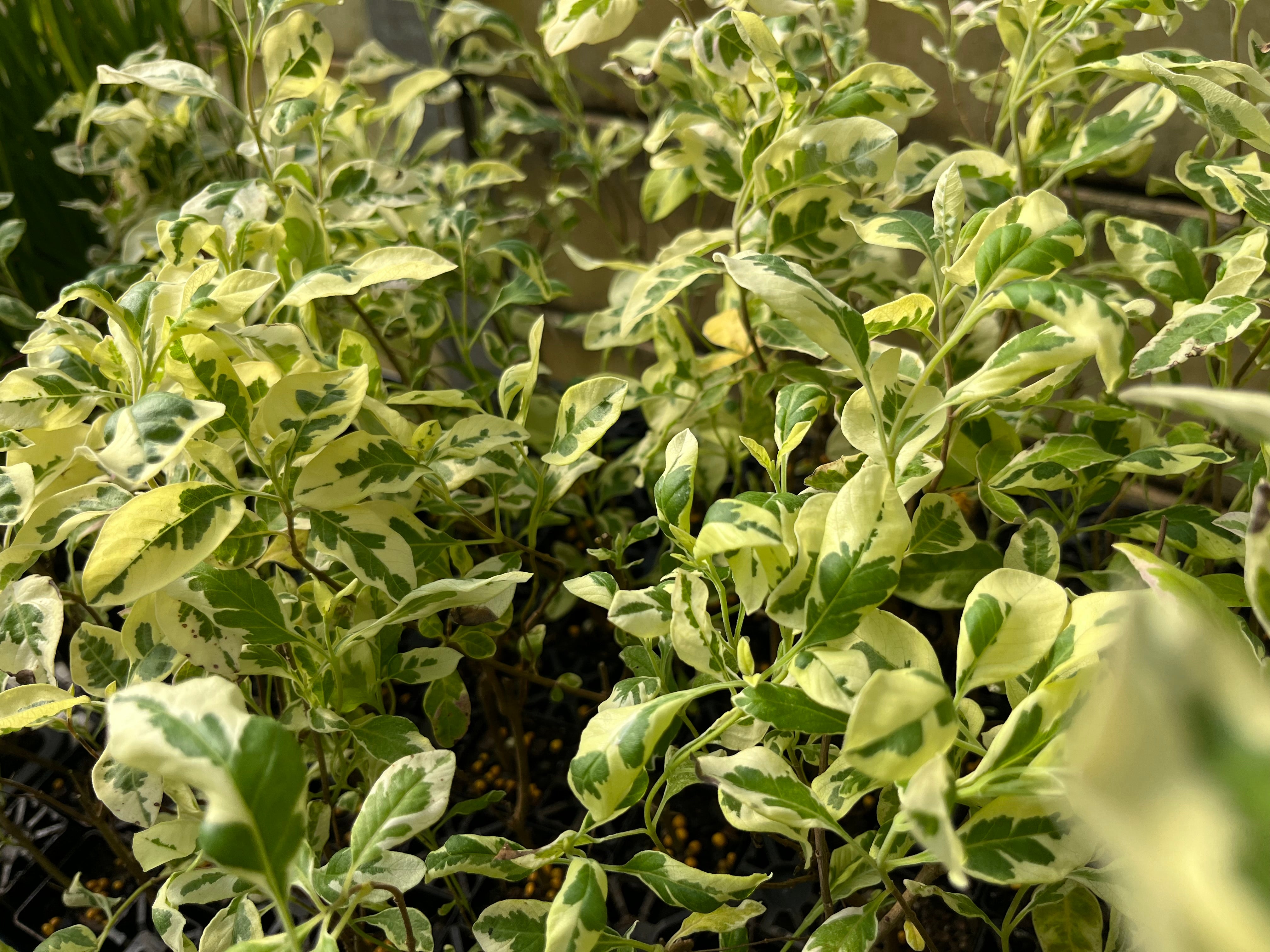 Vitex trifolia Variegata - Variegated Chaste Tree – Plants in a box