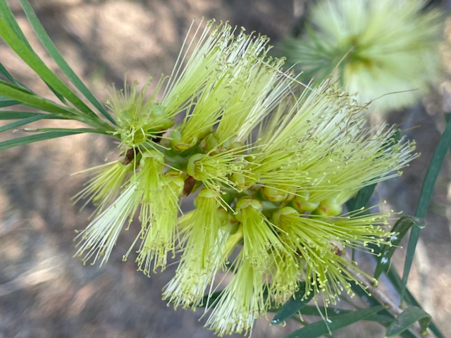 Callistemon pachyphyllus Green – Plants in a box