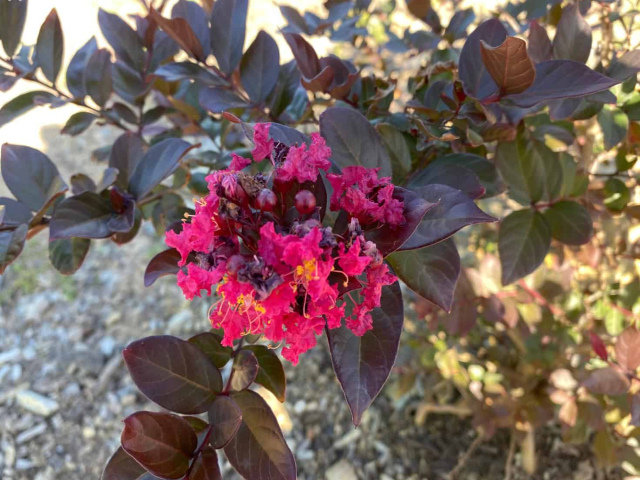 Lagerstroemia Canopy | Crepe Myrtle Online Plant Nursery – Plants in a box