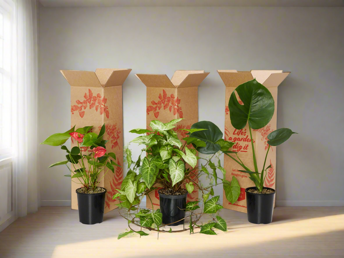 Bedroom Plant Box - XLarge – Plants in a box