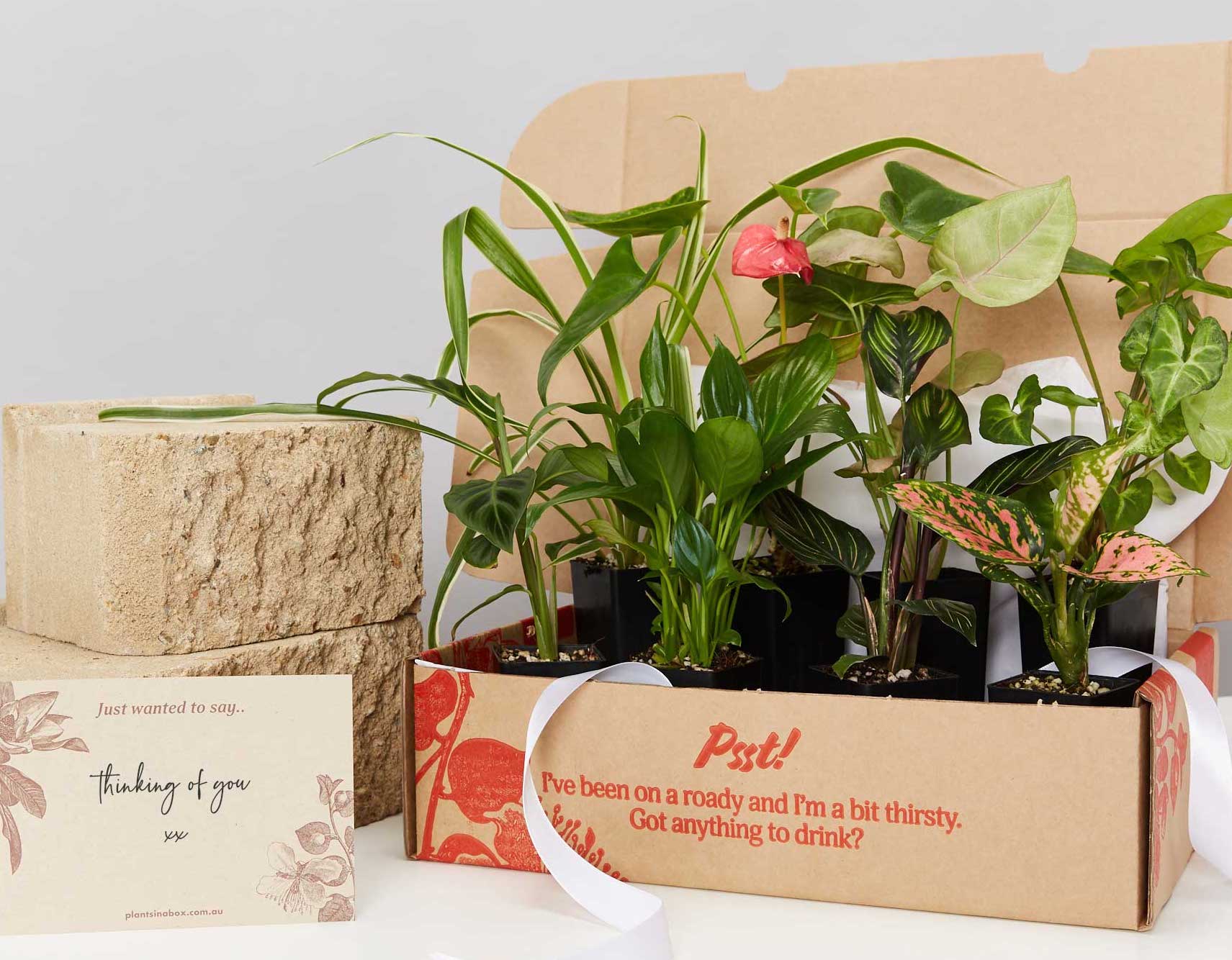 Australian Native Tubestock Plants – Plants in a box