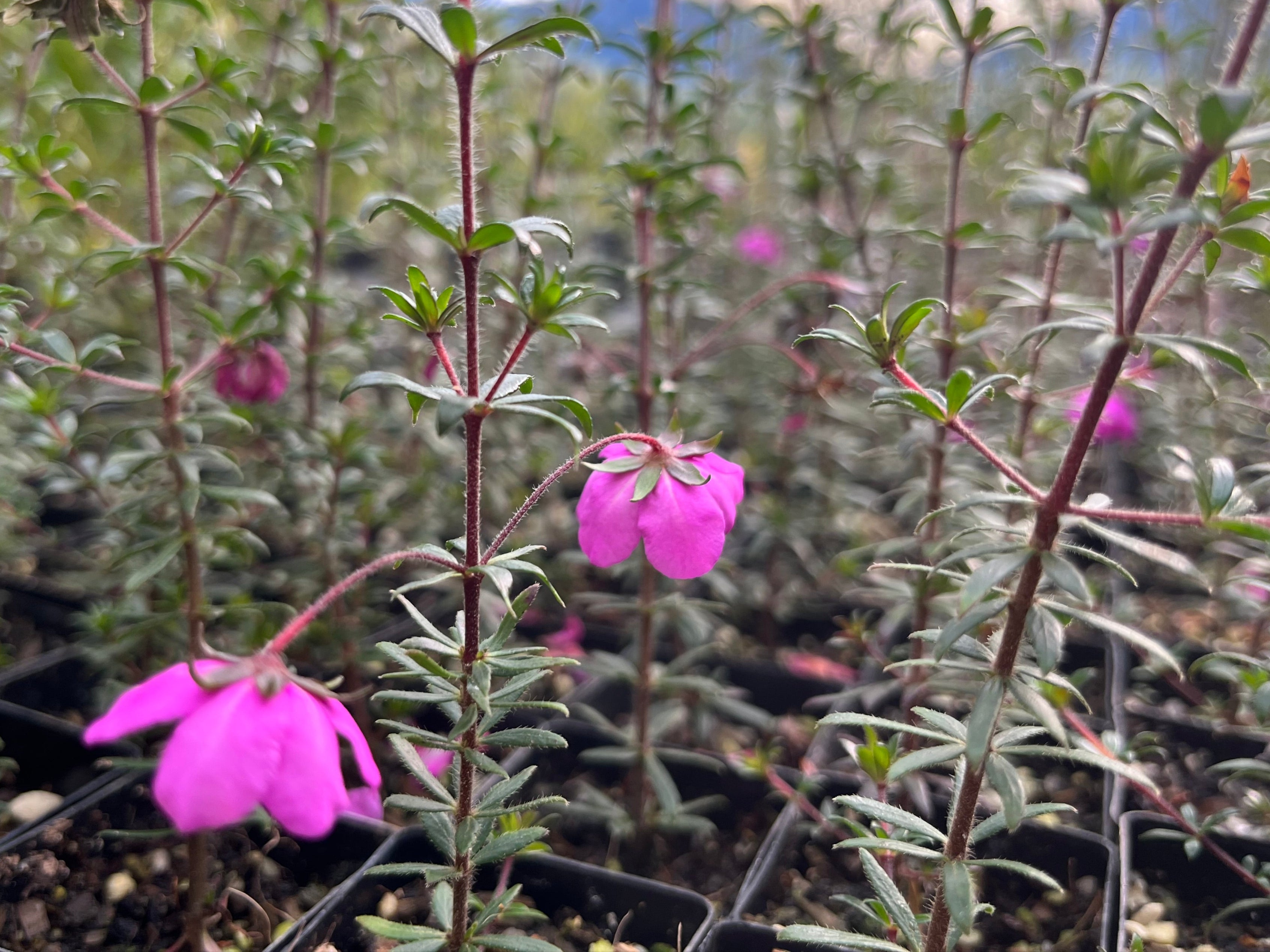 Bauera rubioides Candy Stripe – Plants in a box