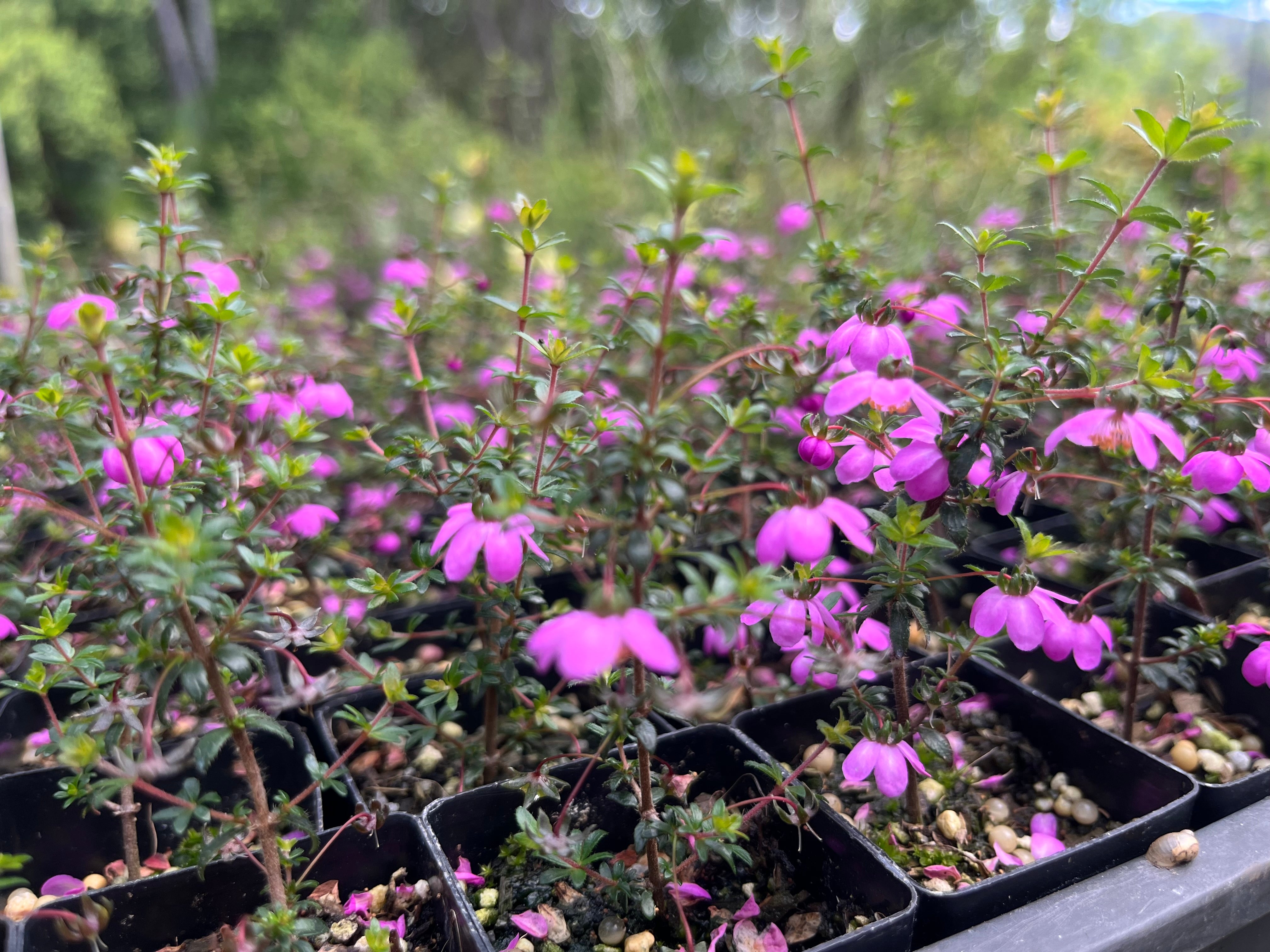 Bauera rubioides Deep Pink – Plants in a box