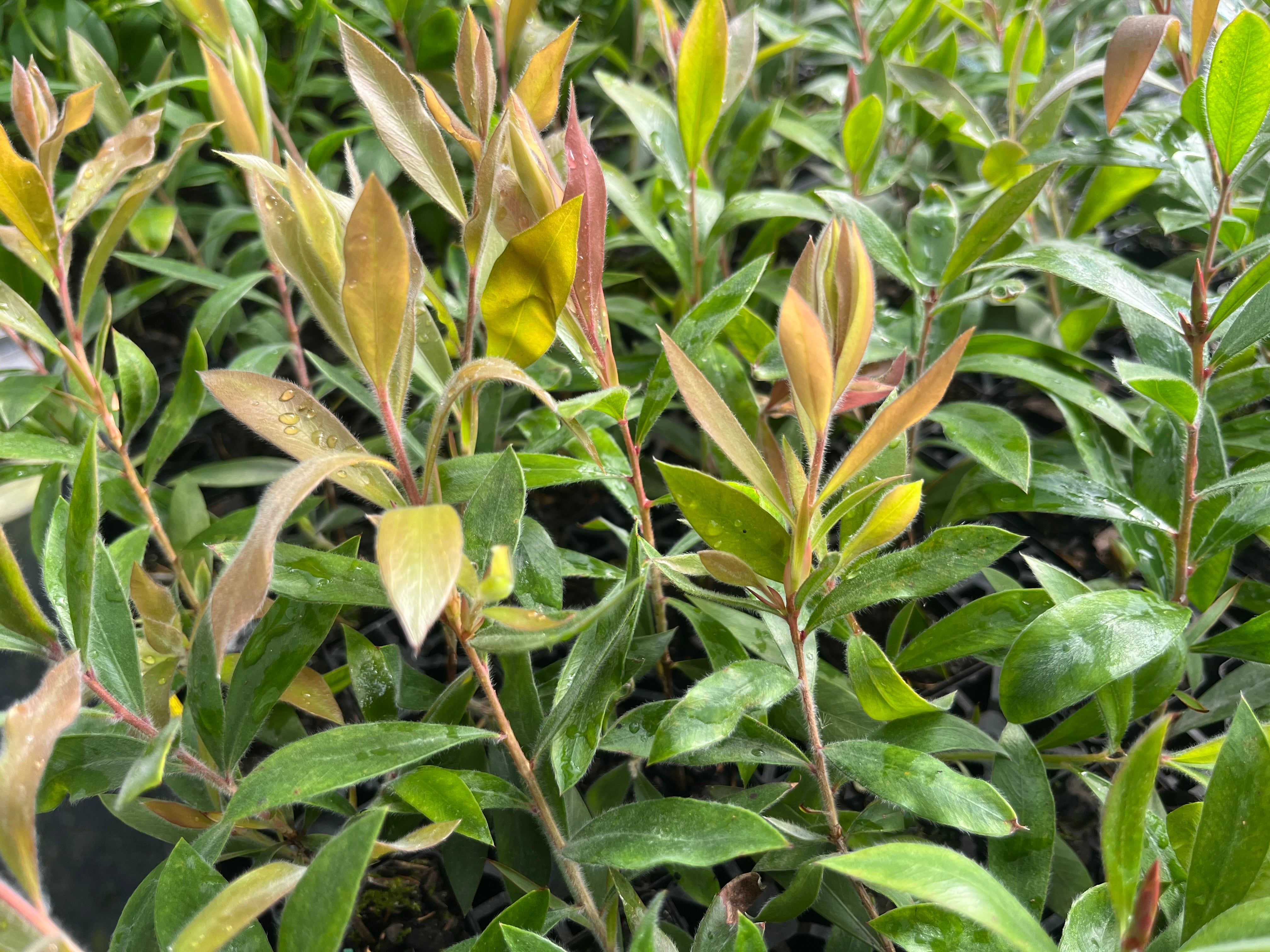 Callistemon Mr Foster – Plants in a box