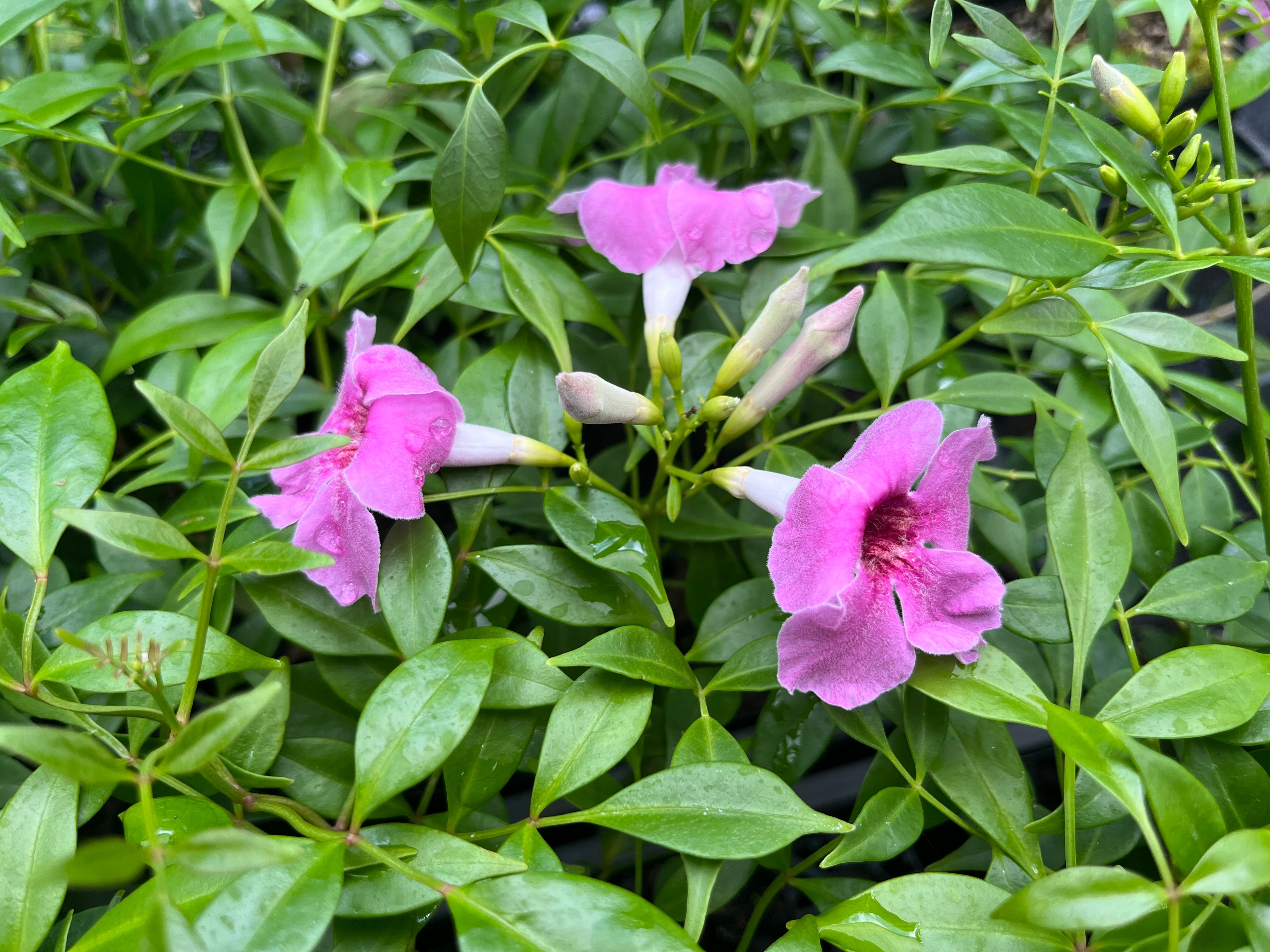 Pandorea jasminoides Jam Drop – Plants in a box