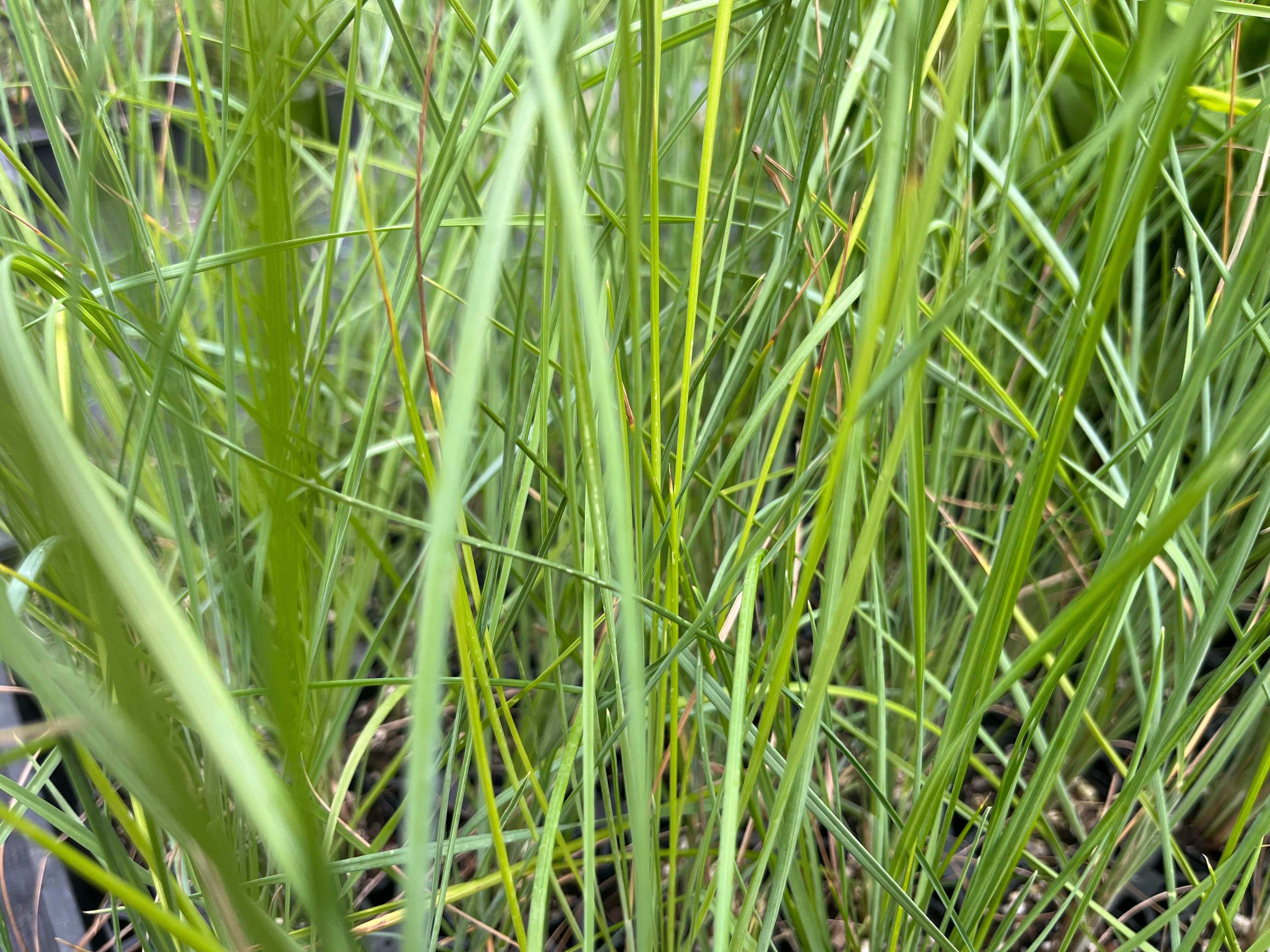 Poa Labillardieri 'Tussock Grass' Plants | Buy Online Aus – Plants in a box