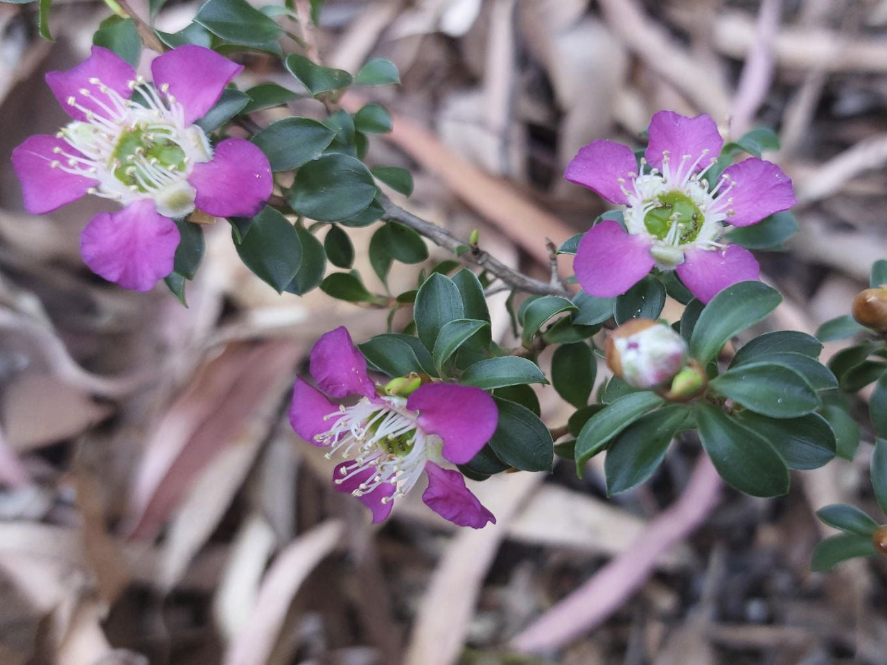 Leptospermum scoparium Purple Haze – Plants in a box