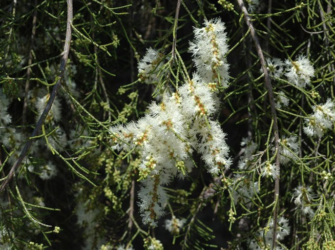 Melaleuca tamariscina – Plants in a box