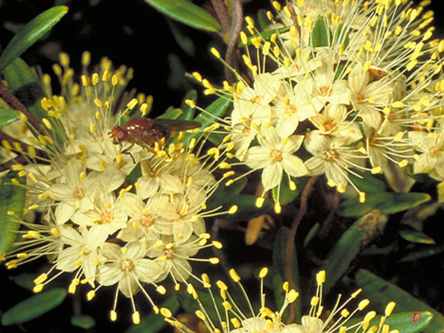 Phebalium squamulosum – Plants in a box