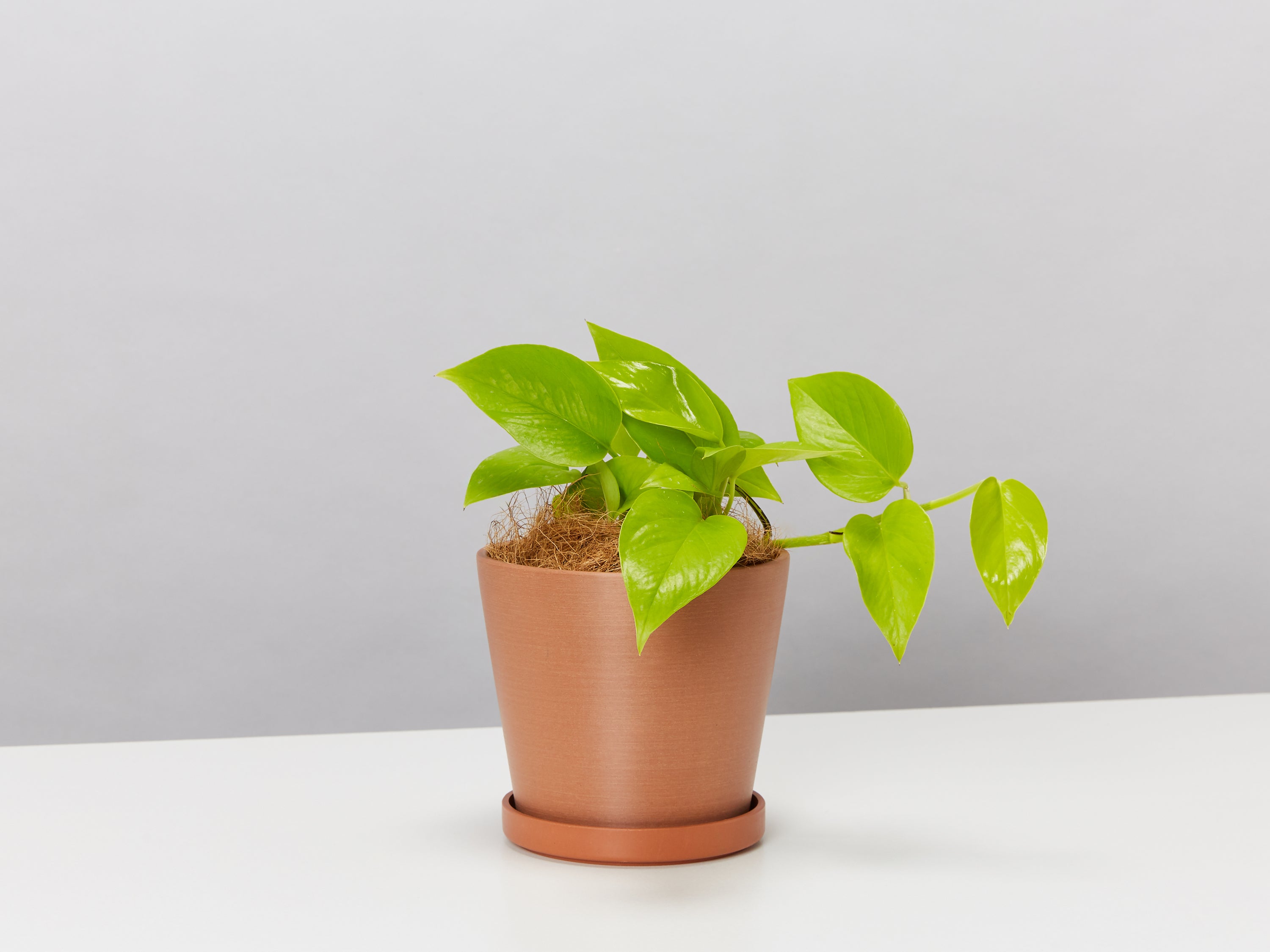 Eco Friendly Pot with Pothos Goldilocks – Plants in a box