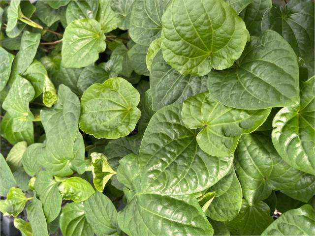 Kawakawa - Piper excelsum – Plants in a box