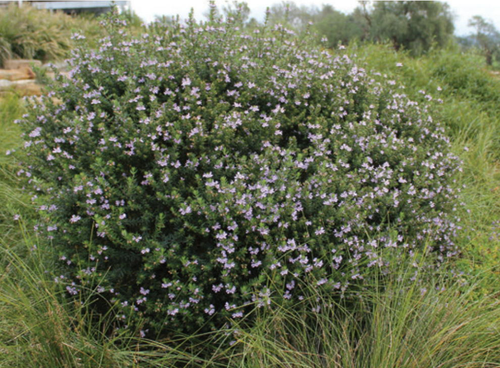 Westringia Naringa™ The Ultimate Low-Maintenance Hedge delivered ...