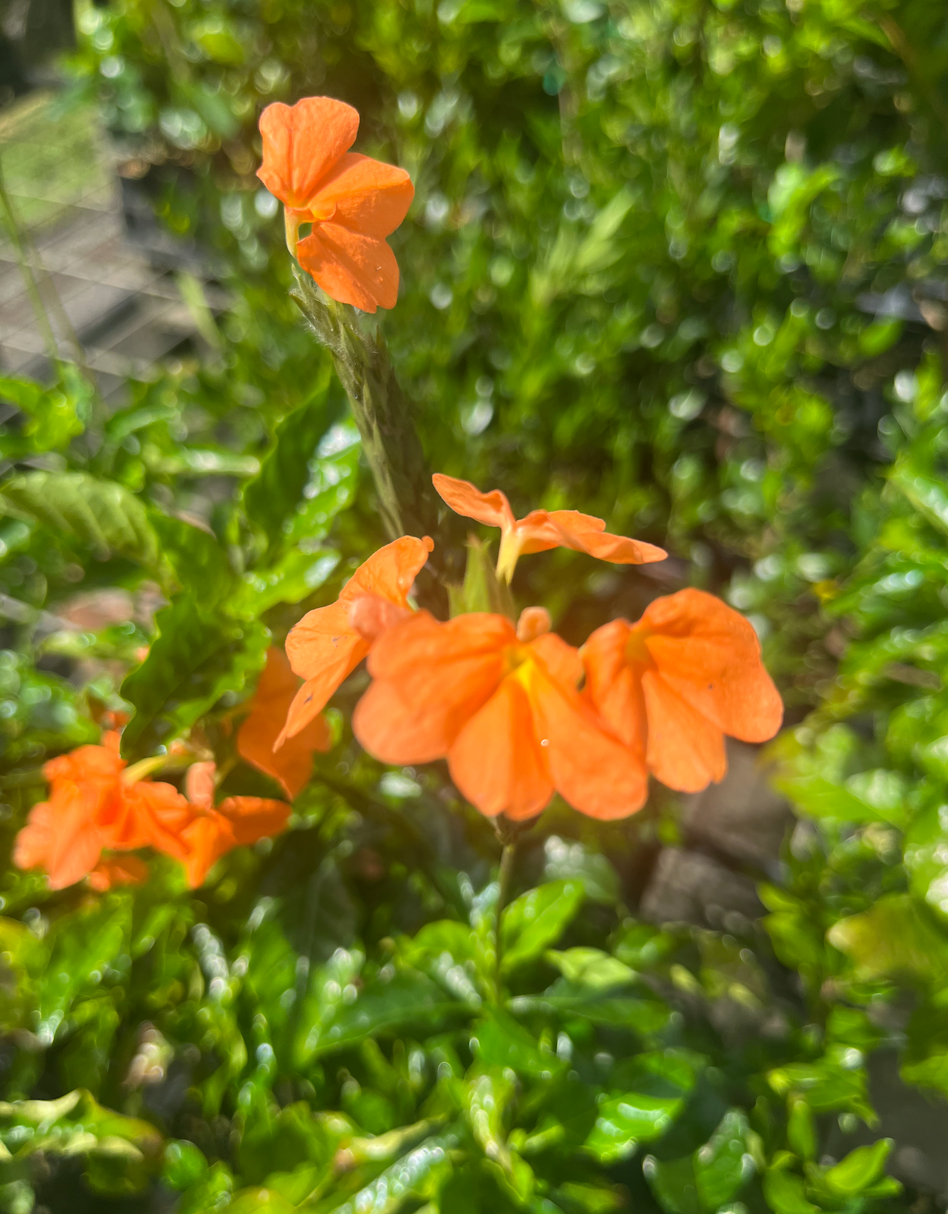Crossandra Fireglow – Plants in a box