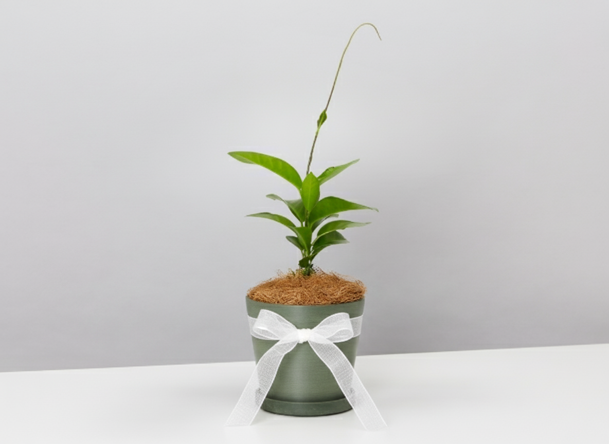 Eco Friendly Pot with Hoya australis – Plants in a box