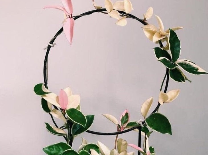 Hoya Krimson Queen Gift Box Set – Plants in a box