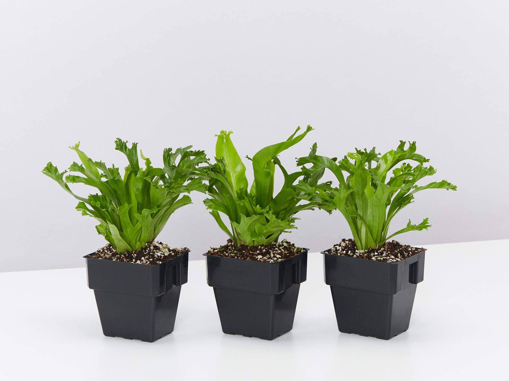 Asplenium Antiquum 'Leslie' Ferns in 85mm Pots | Buy Online Aus ...