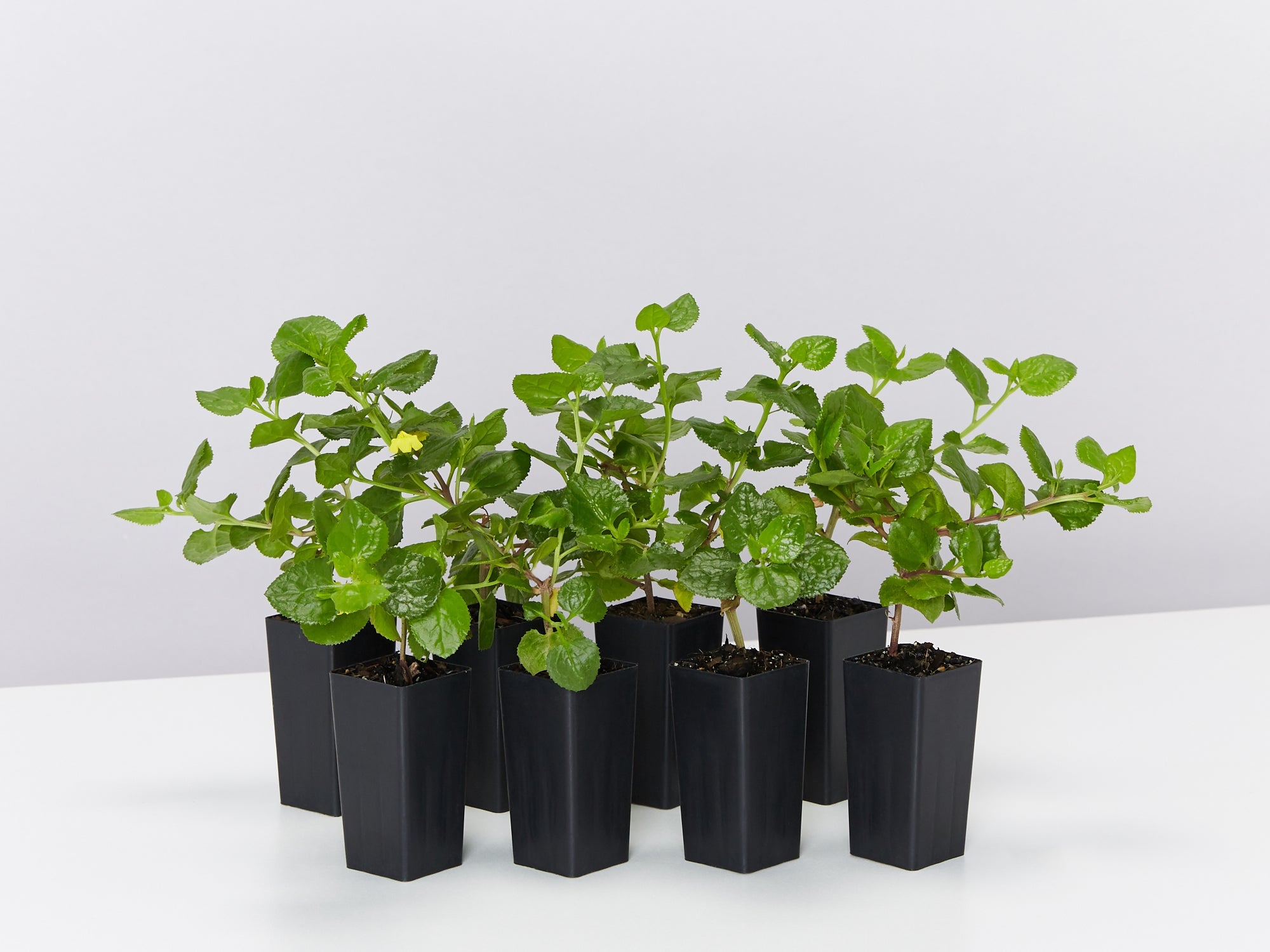 Goodenia ovata Edna Walling® Coverup™ | Tought as bolts coastal ...