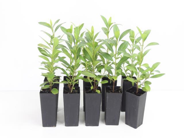 Azalea Gretel | Buy Online Aus | Plants in a Box – Plants in a box