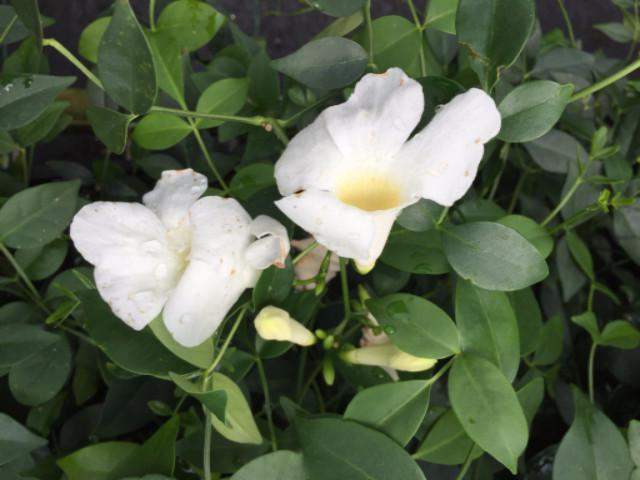 Pandorea Jasminoides Alba | Buy Online Aus | Plants in a Box – Plants ...