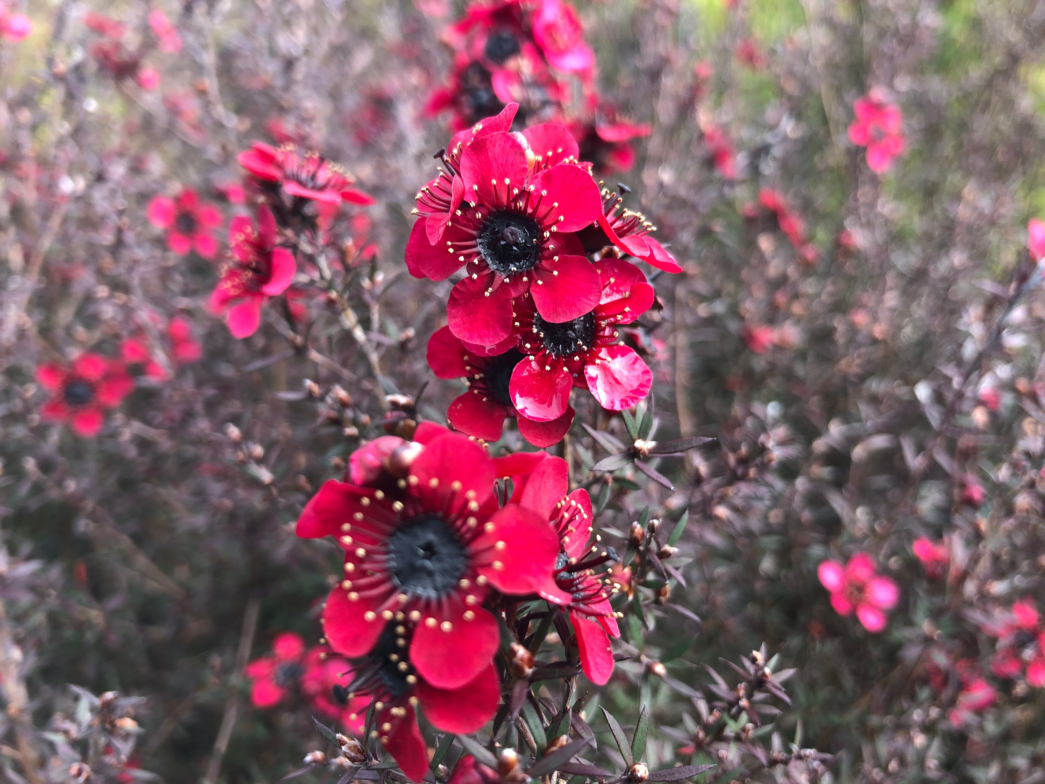 Leptospermum Brachyandrum - Silver Weeping Tea Tree | Plants in a Box ...