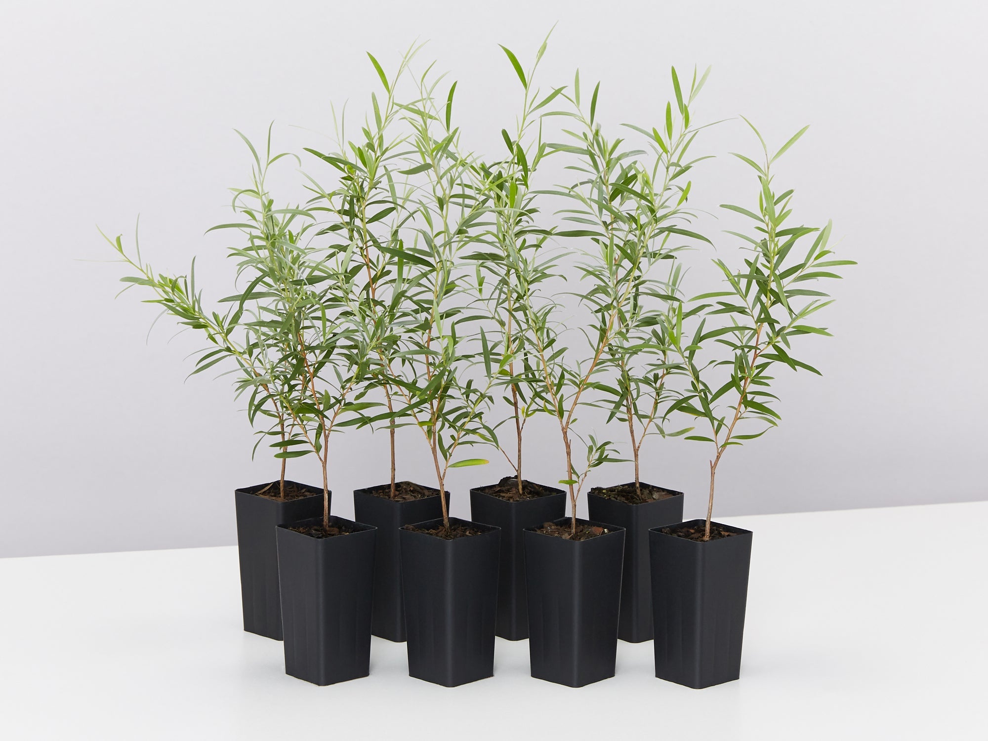 Leptospermum Brachyandrum - Silver Weeping Tea Tree | Plants in a Box ...