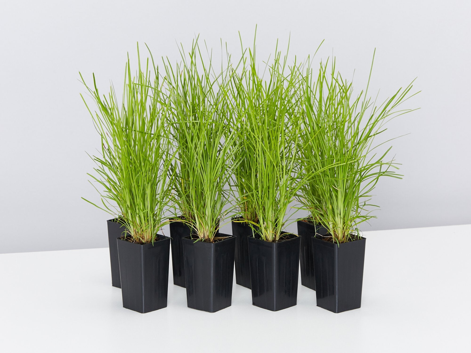 Lomandra Little Con | Buy Online Aus | Plants in a Box – Plants in a box