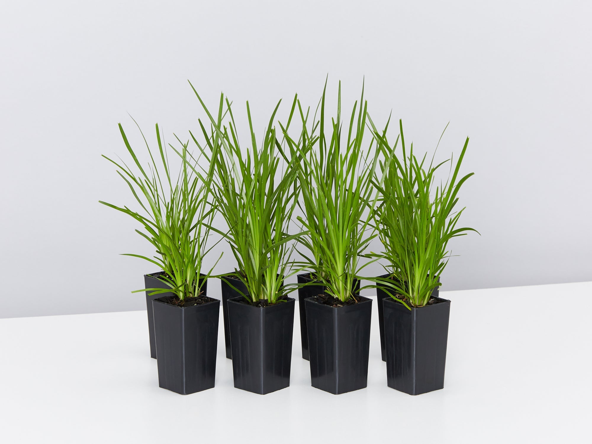Lomandra Little Pal | Buy Online Aus | Plants in a Box – Plants in a box