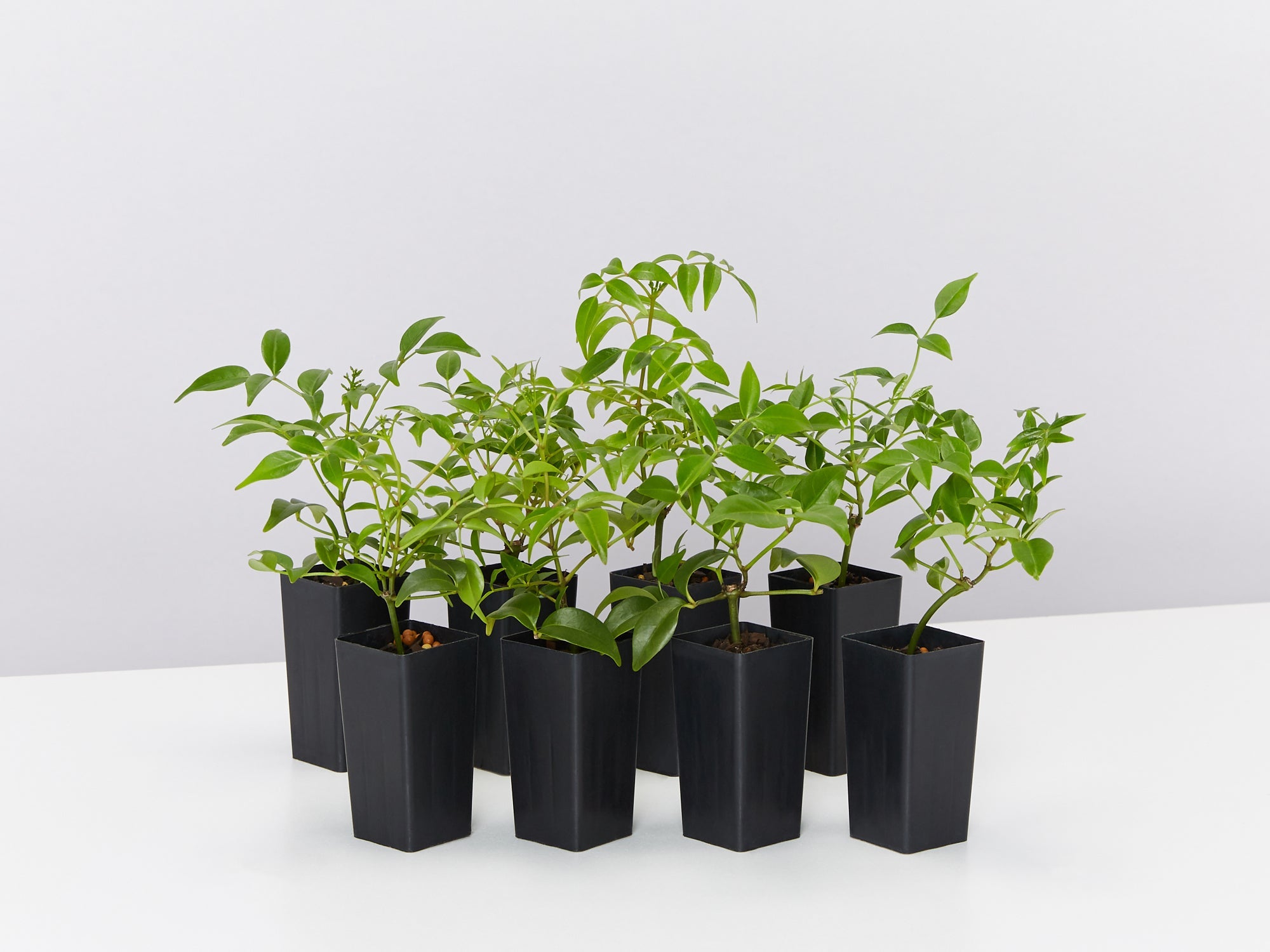 Pandorea jasminoides Pink Magic – Plants in a box