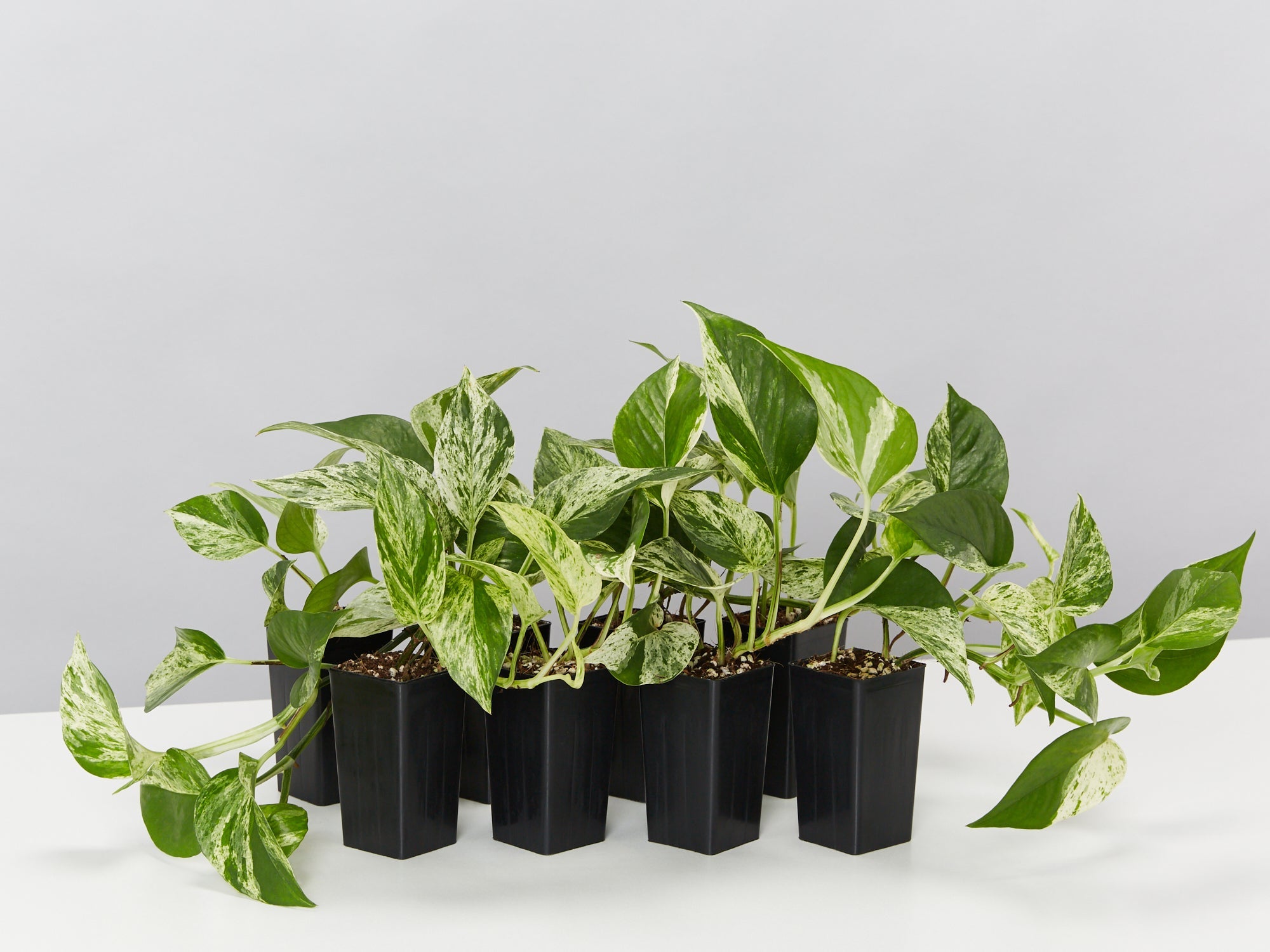 Marble Queen Pothos | Buy Online Aus | Plants in a Box – Plants in a box