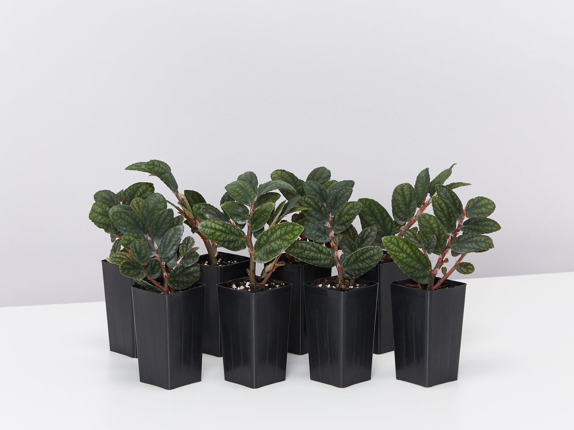 Pellionia Pulchra | Buy Online Aus | Plants in a Box – Plants in a box