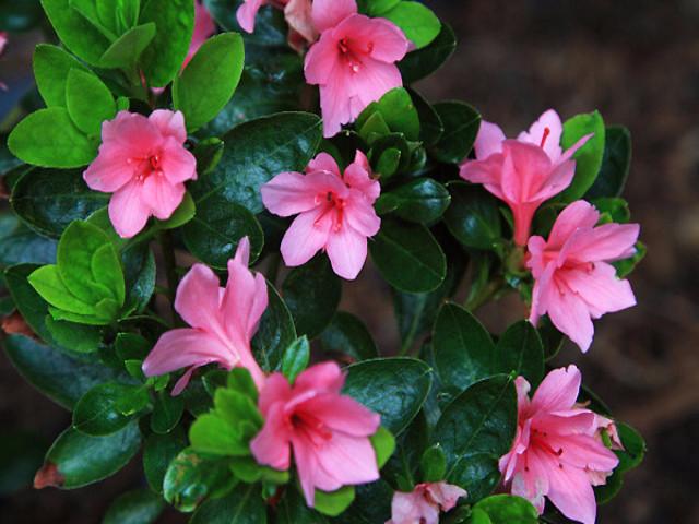Azalea Kurume 'Kirin' | Buy Online Aus | Plants in a Box – Plants in a box