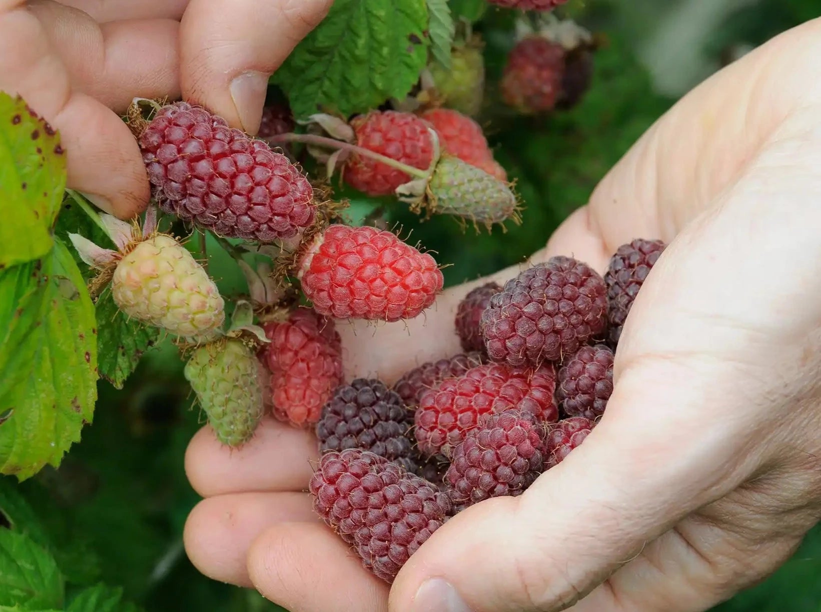 The Loganberry – Plants in a box