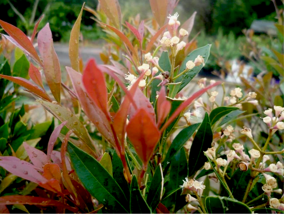 Goodbye Neighbours Creek Lilly Pilly | Buy Online Aus | Plants in a Box ...