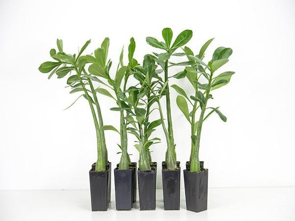 Buy Adenium Border Plants Online | Free Postage – Plants in a box