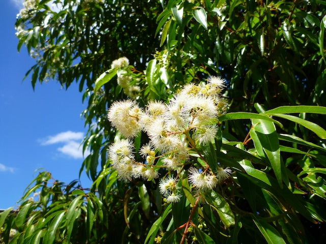 The Weeping Lilly Pilly (Waterhousia floribunda) | Plant Sold In Packs ...