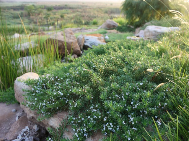 Myoporum Parvifolium 'Yareena' Plants | Buy Online Aus – Plants in a box